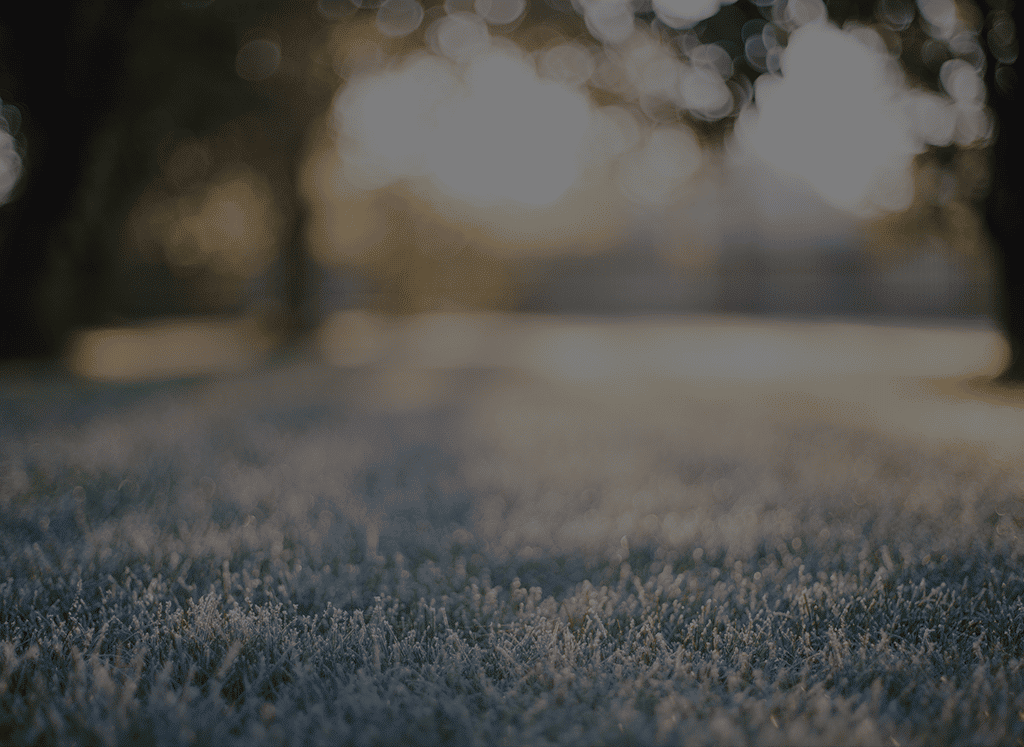 Winter Lawn Care: Everything You Need To Know | My Lawn