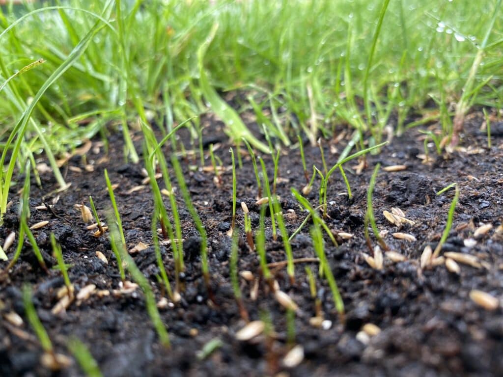 Overseeding a Lawn - Services and Treatments - My Lawn