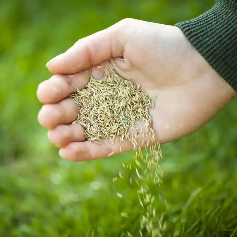 Dark Green Grass Seed My Lawn