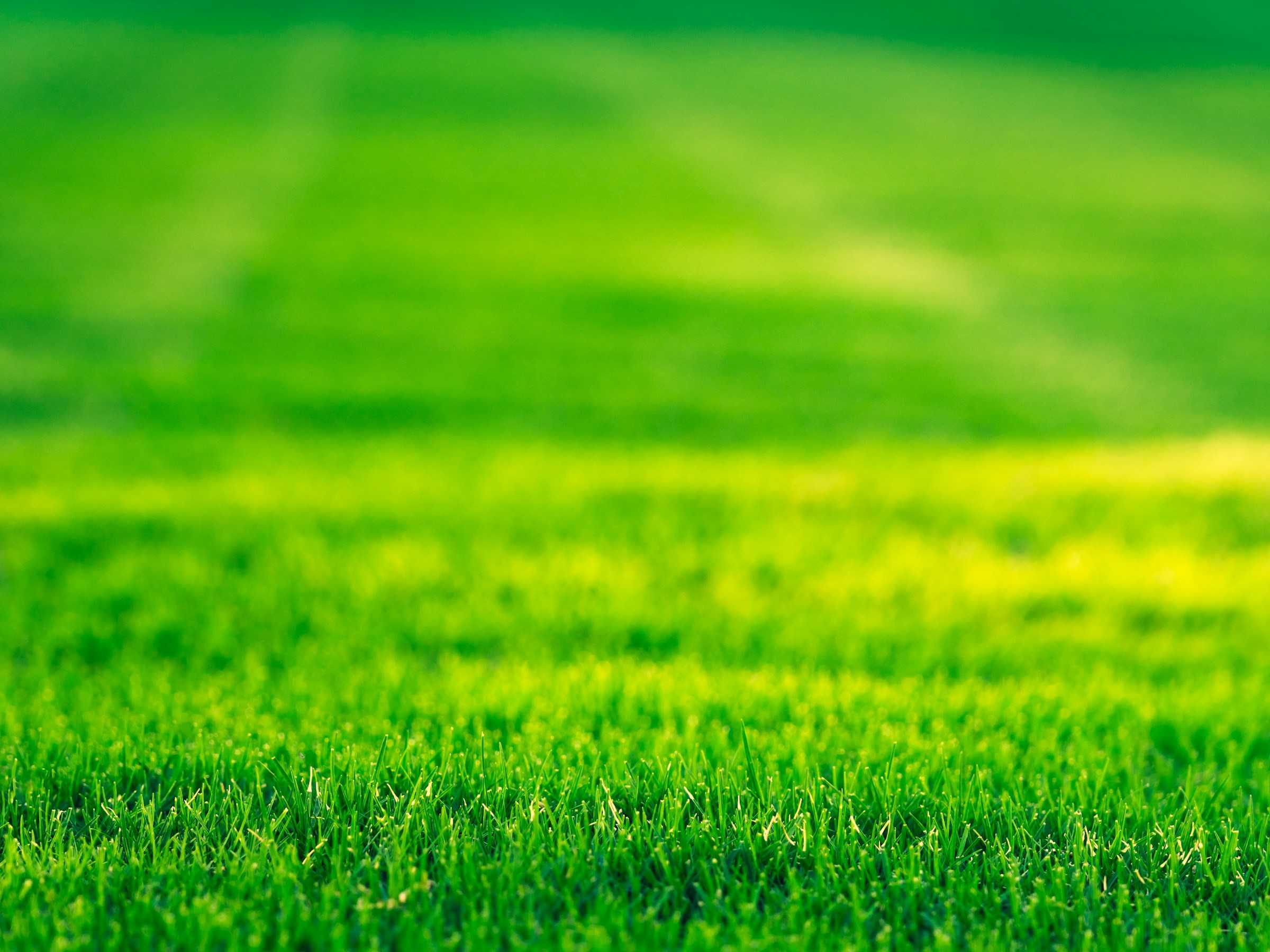 When to scarify your lawn - My Lawn